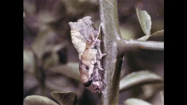 1960s: Shots of caterpillar shedding skin, weaving cocoon. – Archival ...