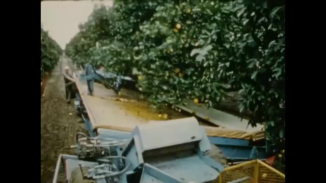 1980s: Man operated machine harvests citrus fruits from trees. Ship ...
