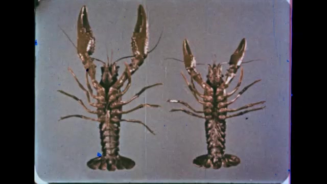 1960s: Male and female crayfish compared side by side. Two crayfish ...