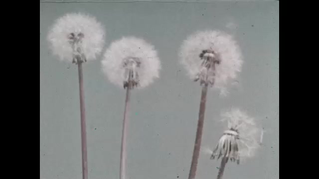 1960s: Flowers of rice plant. Stamens and stigmas shown. Pollen in the ...