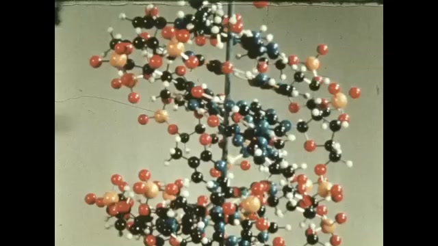 1960s: Model of DNA. Model of DNA nucleotide with label. Man sets ...
