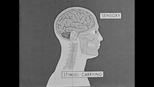 1950s: Illustration of cross-section on human head, sensory nerves ...