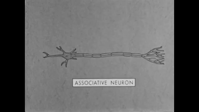 1950s: Animated illustration of associative neuron. Nerve cells ...