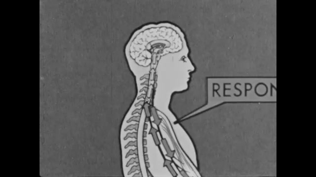 1950s: Illustration of human body, nervous system. Model of brain ...