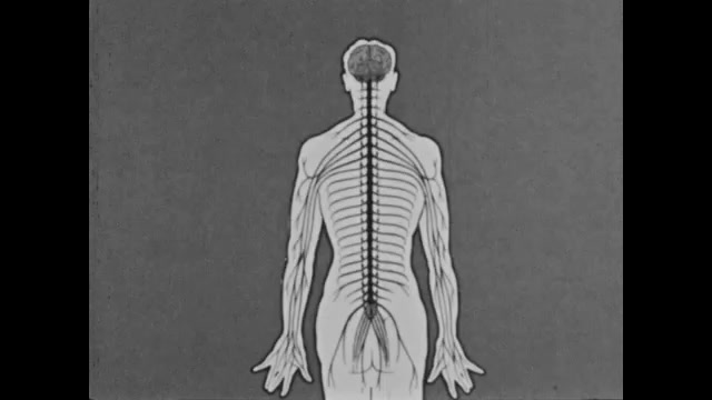 1950s: Illustration of human nervous system running through back ...