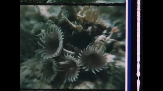 1990s: Different aquatic invertebrates under the sea. Diagram shows ...