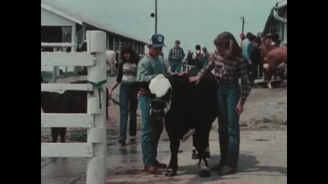 1980s: Son and girl groom cow by pens. In kitchen, mother snaps beans ...