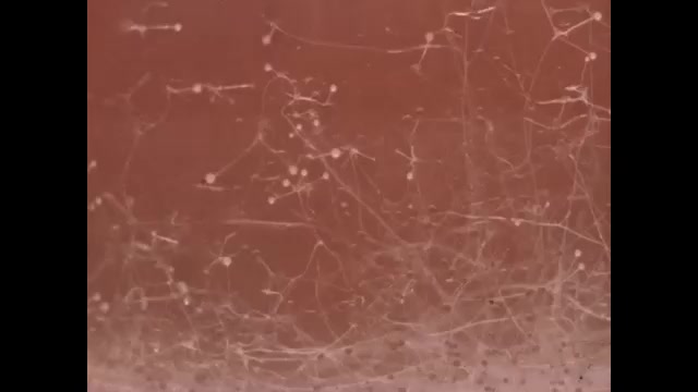 1950s: Net of wispy strands lit up against dark background. Dark mass ...