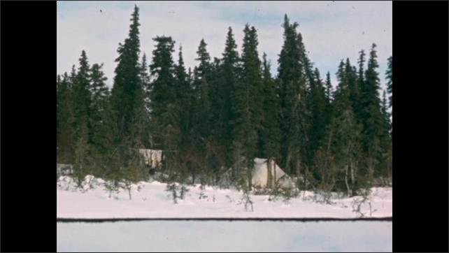 1950s: Dogs pulling sled. View of houses by trees. – Archival Footage