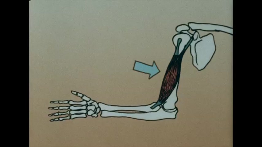 1990s: Animation – arrow point to different muscles and tendons in a ...