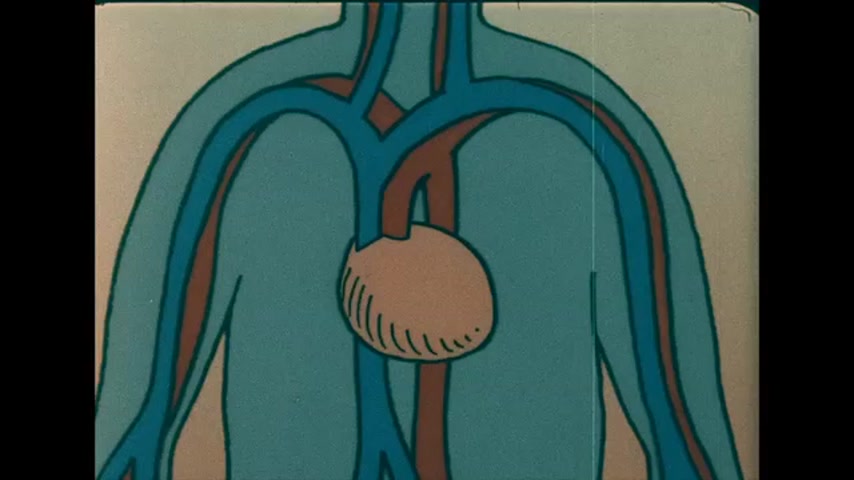 1990s: Diagram of veins and arteries and beating heart inside human ...