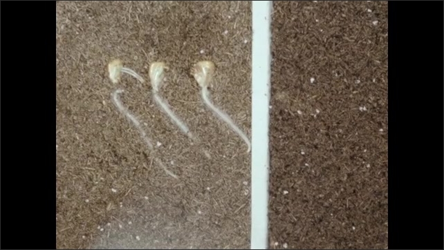 1960s: Seedling radicles moving through soil. Card with text. Fingers ...