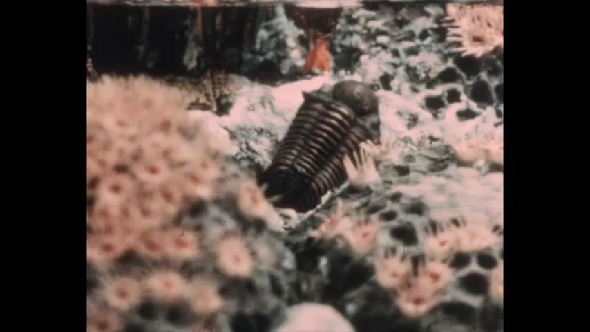 1950s: Trilobite sitting on a rock. Fossilized trilobite. Tall coral ...