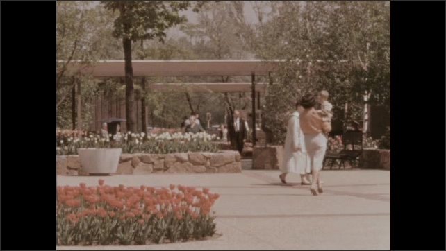 1950s: Garden plaza, tulip beds, low stone wall, planters, shade ...