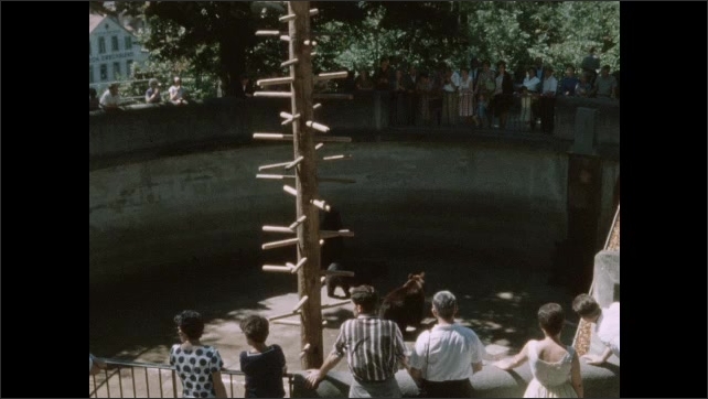 1950s: Crowds look at bears in zoo exhibit. People throw food to bears ...