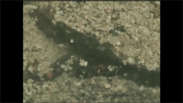 1950s: Ants move dirt and dig new tunnel in ant farm cross section ...