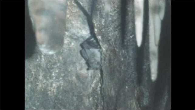 1950s: Bat climbing on wall of cave. Face of bat. – Archival Footage