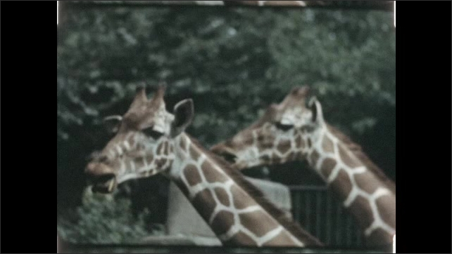 1970s: Rhinoceros. Giraffes eat leaves. Men feed leaves to giraffes ...