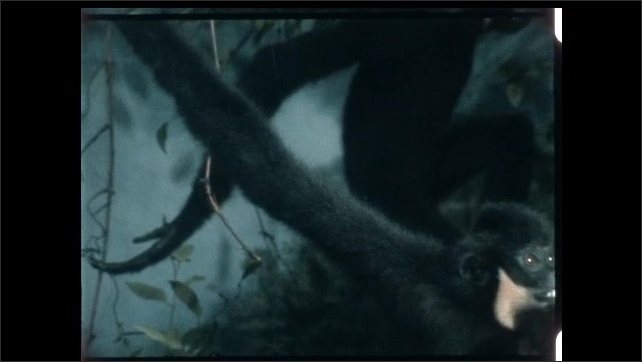 1970s: Model of prehistoric family around a campfire. Stuffed monkey ...