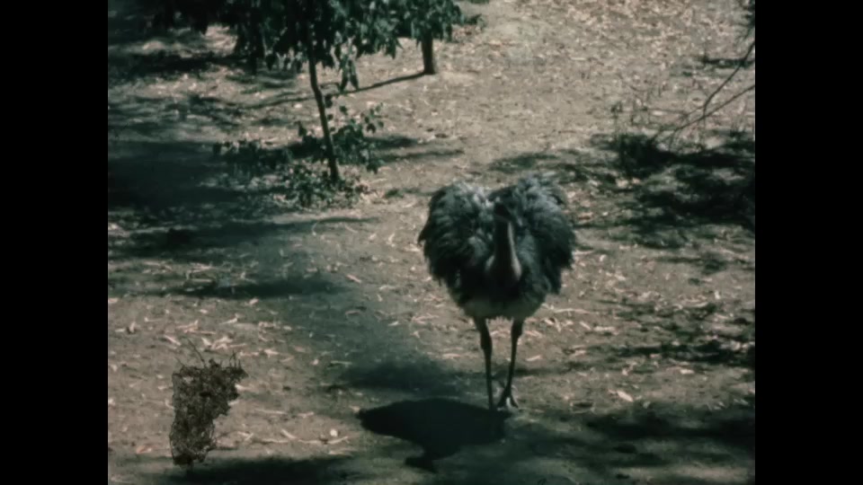 1960s: Emu walks grounds. – Archival Footage