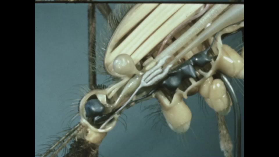 1960s: Person with pencil points to areas of cross-section of insect ...
