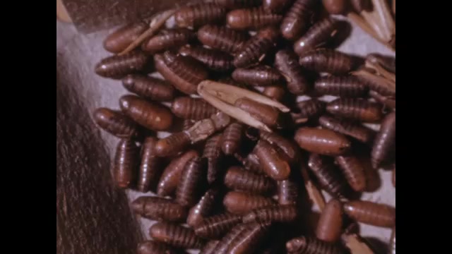 1950s: Heap of larva in cocoons begin to hatch. Exterior red barn and ...