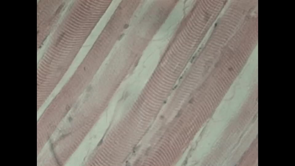 1960s: Skeletal muscle under microscope. – Archival Footage