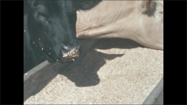 1950s: cows eat food from trough on farm. Cow eating grains. Cow chews ...