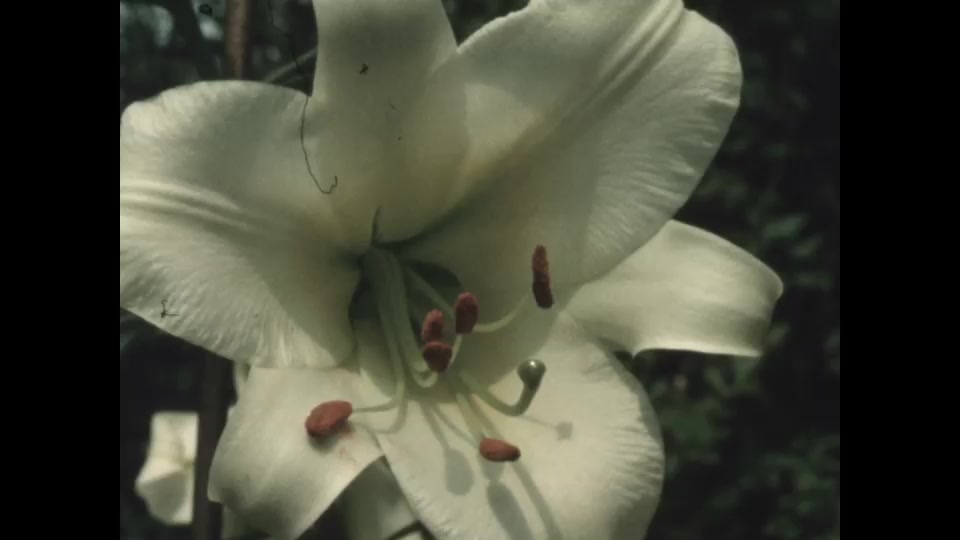 1960s: Lily. Person uses silver tool to point to parts of flower ...
