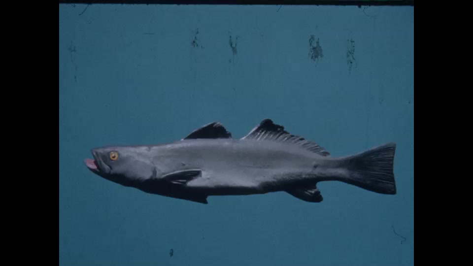 1960s: Fake fish. – Archival Footage