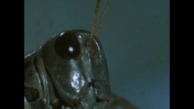 1950s: Locust’s head. Locust’s body. Locust next to rock on the ground ...