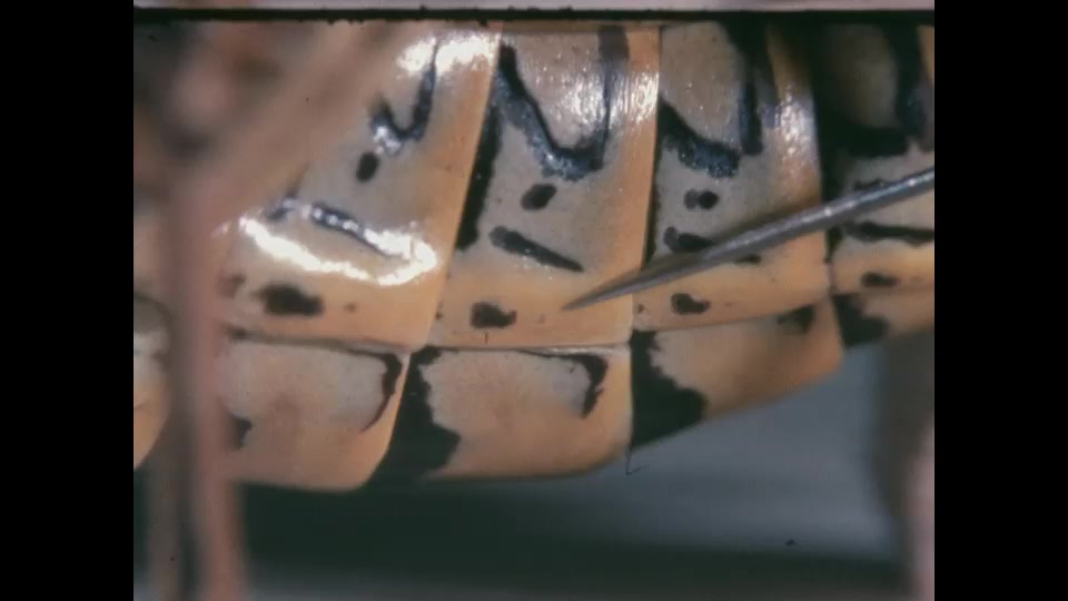 1960s: Tweezer points to overlapping chitin plates on abdomen of ...