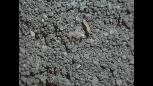 1950s: Insect hatching from egg. Close up of larva hatching. Shots of ...