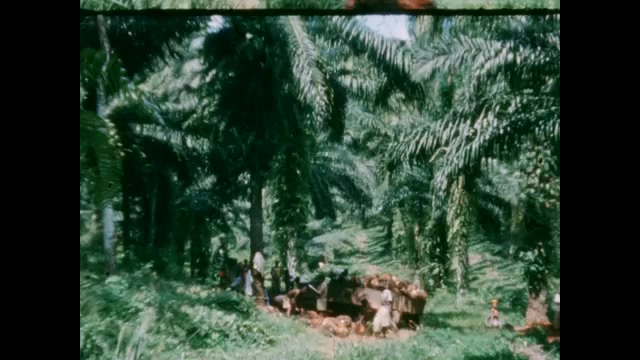 1960s: People in jungle chopping plants. Women digging in dirt by palm ...
