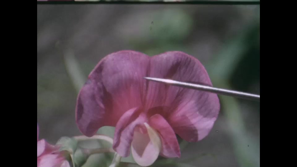 1960s: Person uses metal rod to point to petals of flower. – Archival ...