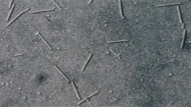 1950s: Various electron microscope views of microbes on a surface ...