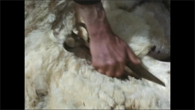 1960s: Man cuts wool off sheep. Man shears sheep. – Archival Footage
