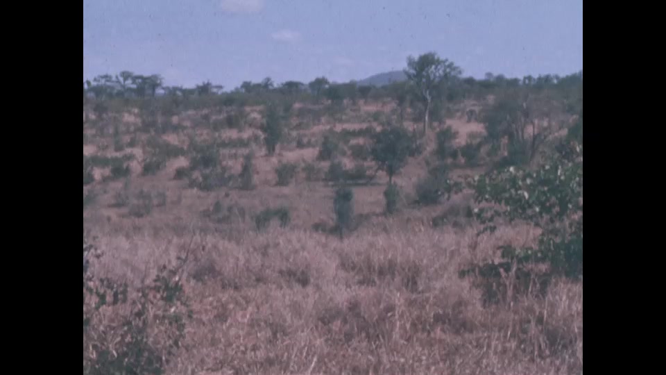 1960s: Landscape of hills and shrubby trees. – Archival Footage
