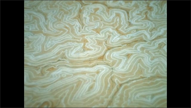 1950s: Person draws with airbrush. Person uses metal pen, draws contour ...