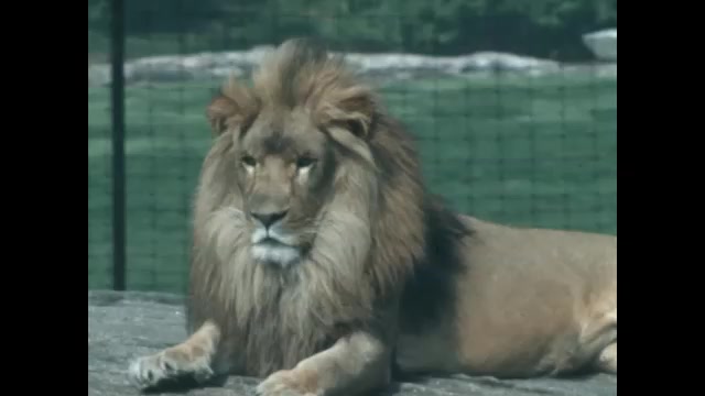 1960s: Male lion lays down in a zoo. – Archival Footage