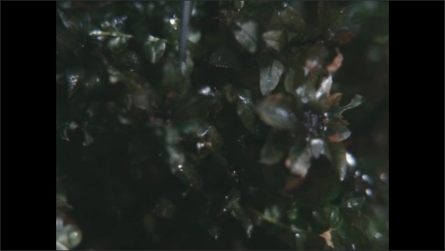 1960s: A pointer points to the colorless flower of an aquatic plant ...