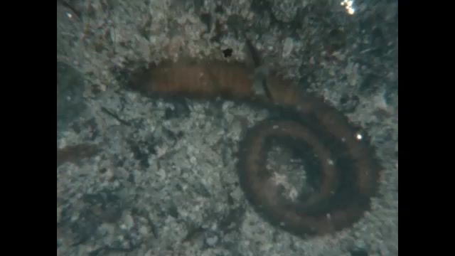 1960s: bottom feeders attached to dead earthworm floating in water ...