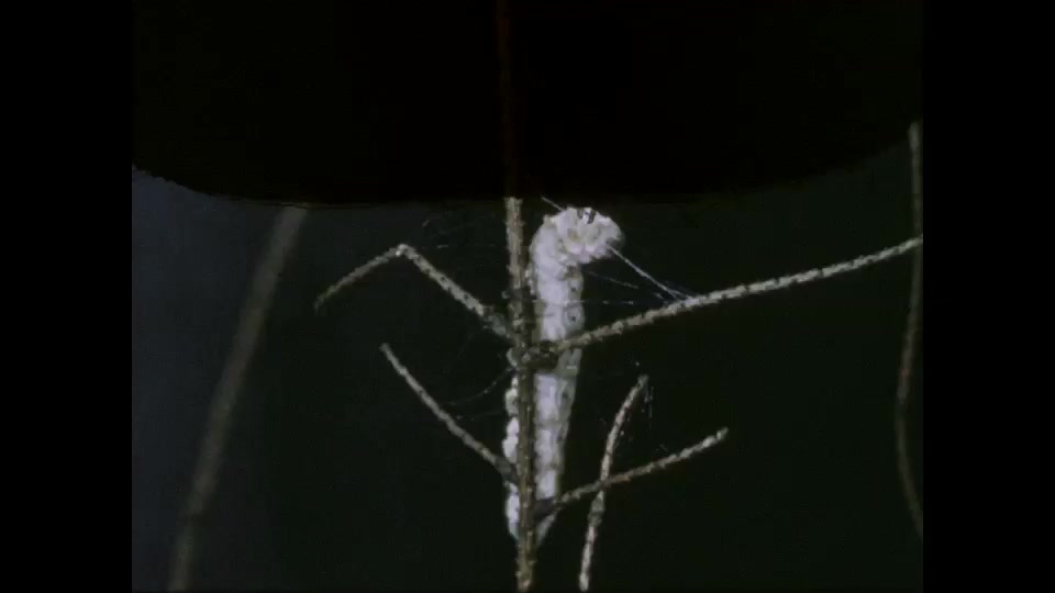 1960s: Caterpillar weaving silk strands across the tree branches ...