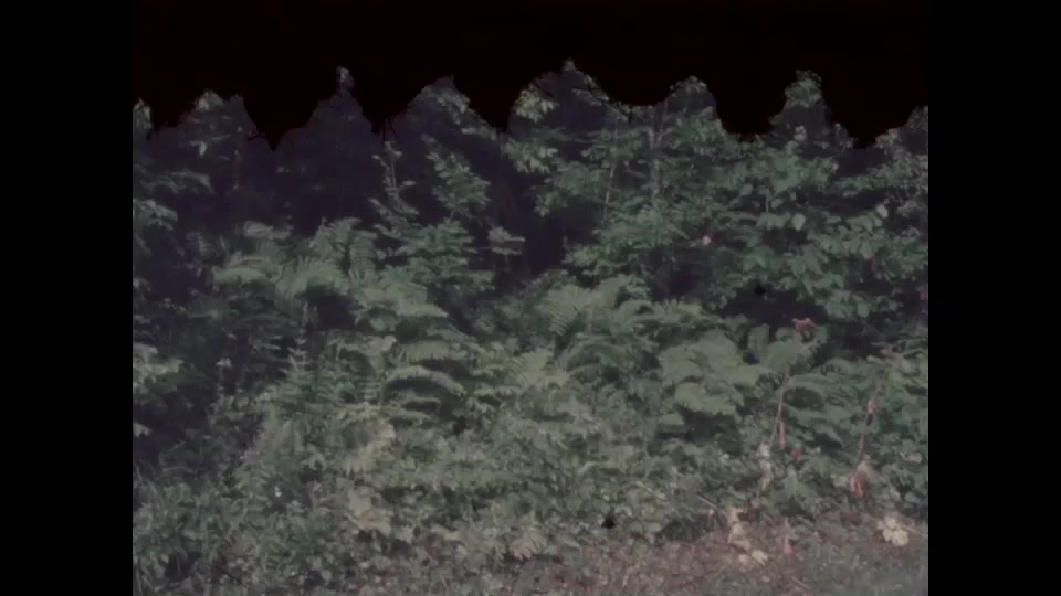 1950s: Bushes, trees, ferns growing in forest. – Archival Footage