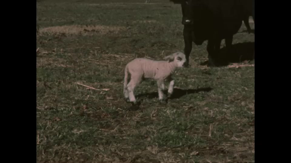 1950s: Young sheep trots around enclosure. Cow. – Archival Footage