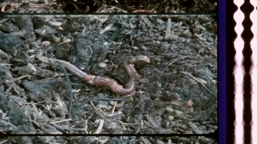 1980s: Soil, earthworms writhe. Diagram of earthworms mating ...