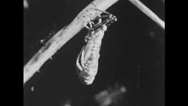1950s: Grasshopper nymph sheds exoskeleton. Grasshopper molts ...