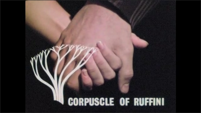 1960s: Two people holding hands; illustration of Pacinian Corpuscle ...
