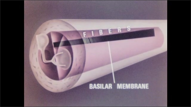 1960s: Illustration of Cochlea inside ear, with Basilar Membrane inside ...