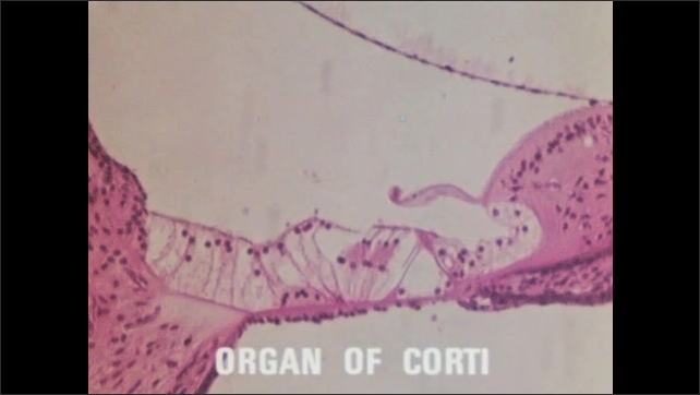 1960s: Illustration of Organ of Corti inside ear. Arrow points to Organ ...